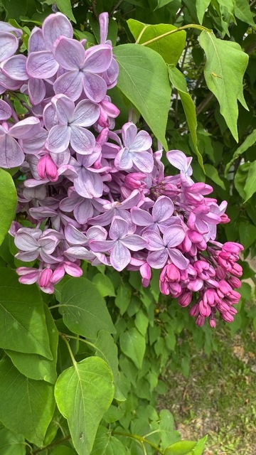 ライラック祭り: つれづれなるままに 暇人の遊迷録